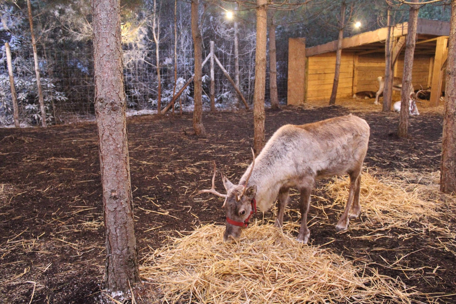Lapland UK Reviews - See exactly what's included! ⋆ Yorkshire Wonders