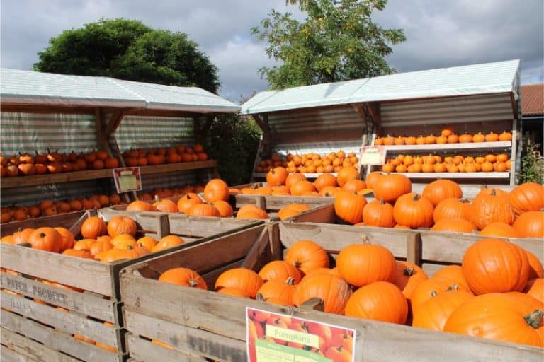10 Amazing Pumpkin Patches in Yorkshire 2024 - Pick Your Own Pumpkins ...