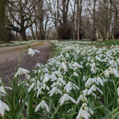 The Sledmere Deer Safari at Sledmere House, Driffield ⋆ Yorkshire Wonders